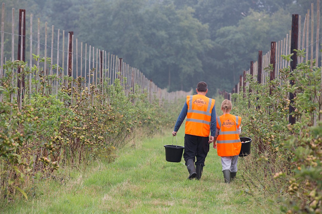 Artisanal Imports Discovery Series: Aspall Cyder - Artisanal Imports